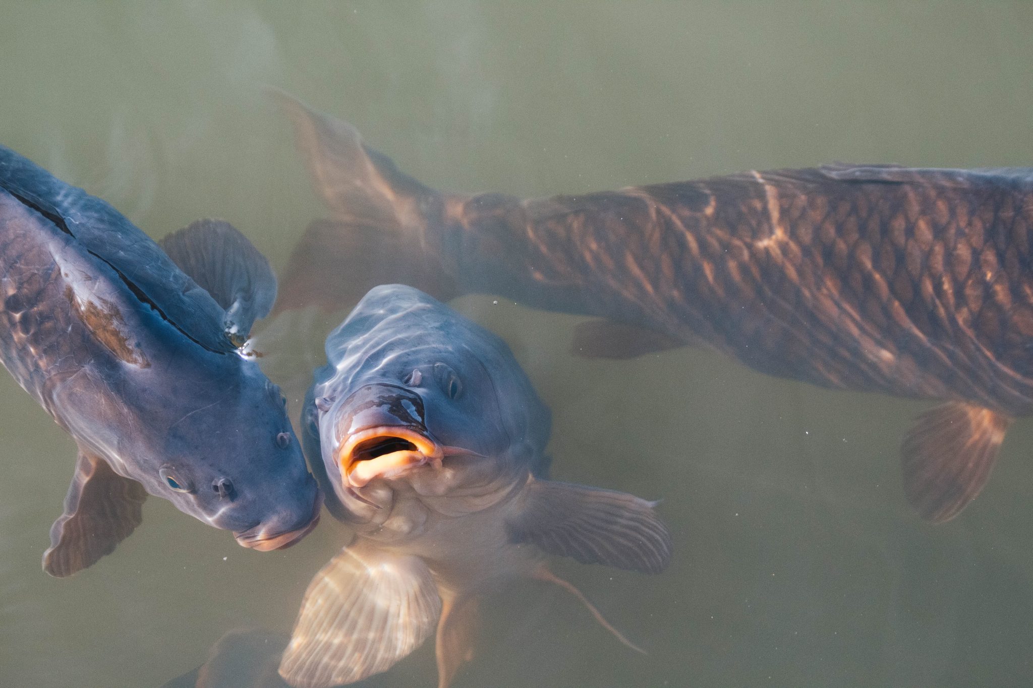 10 Best Lucky Charms for Gamblers Around the World